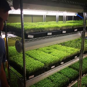 Indoor Farming plus Made in USA LED Grow Lights: Profile 1.25 ...